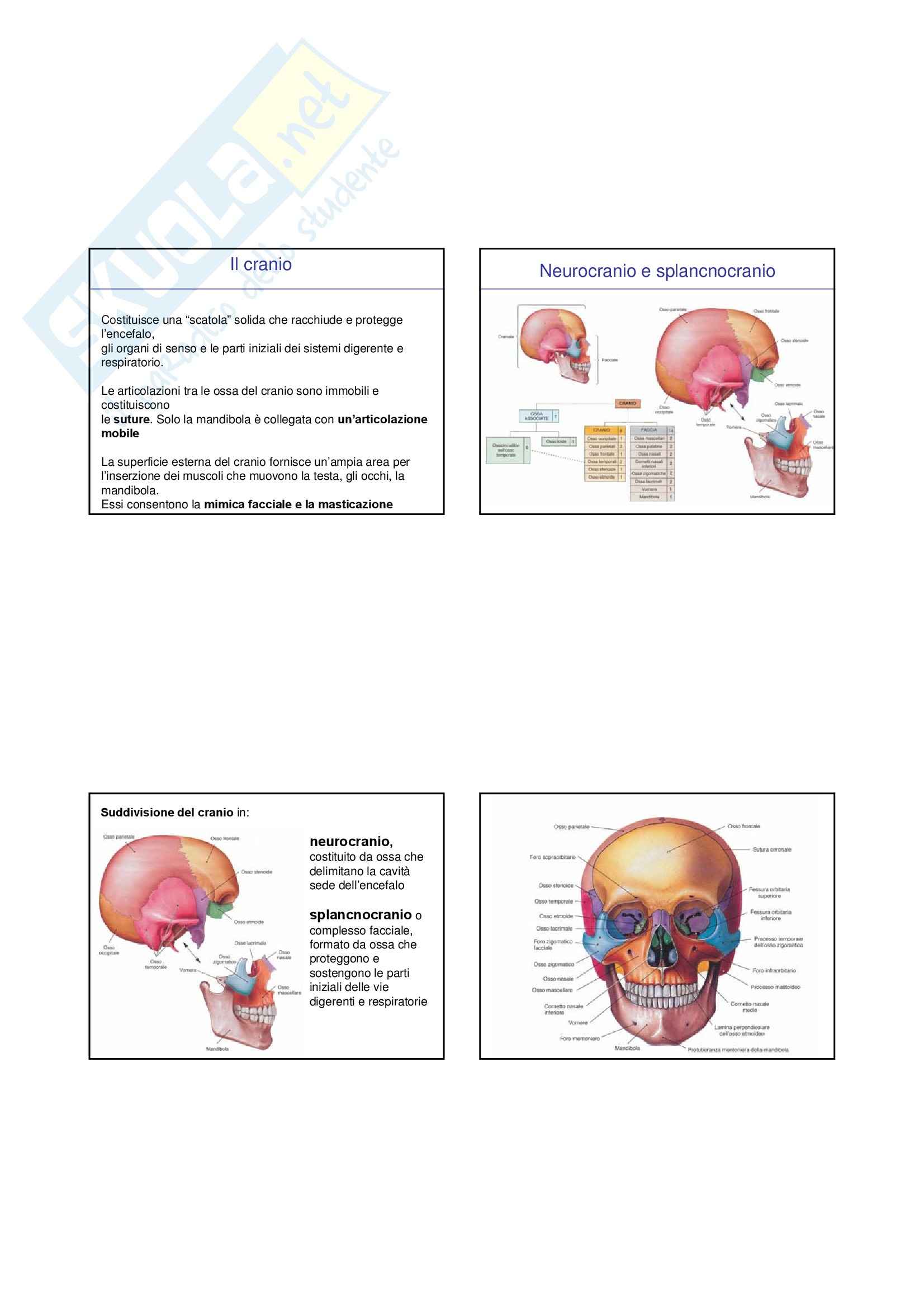Anatomia I – Cranio e colonna – Slides 3