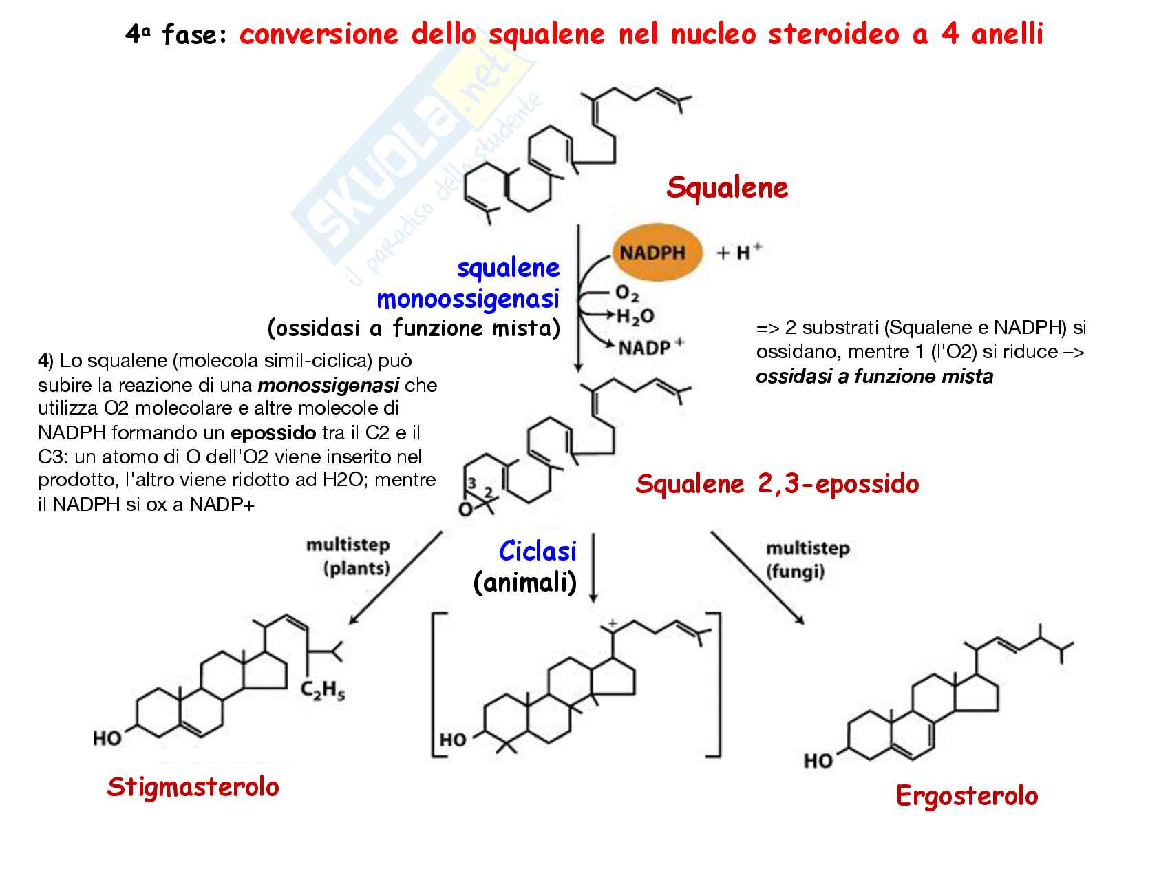 Lezione 15: Appunti di biochimica