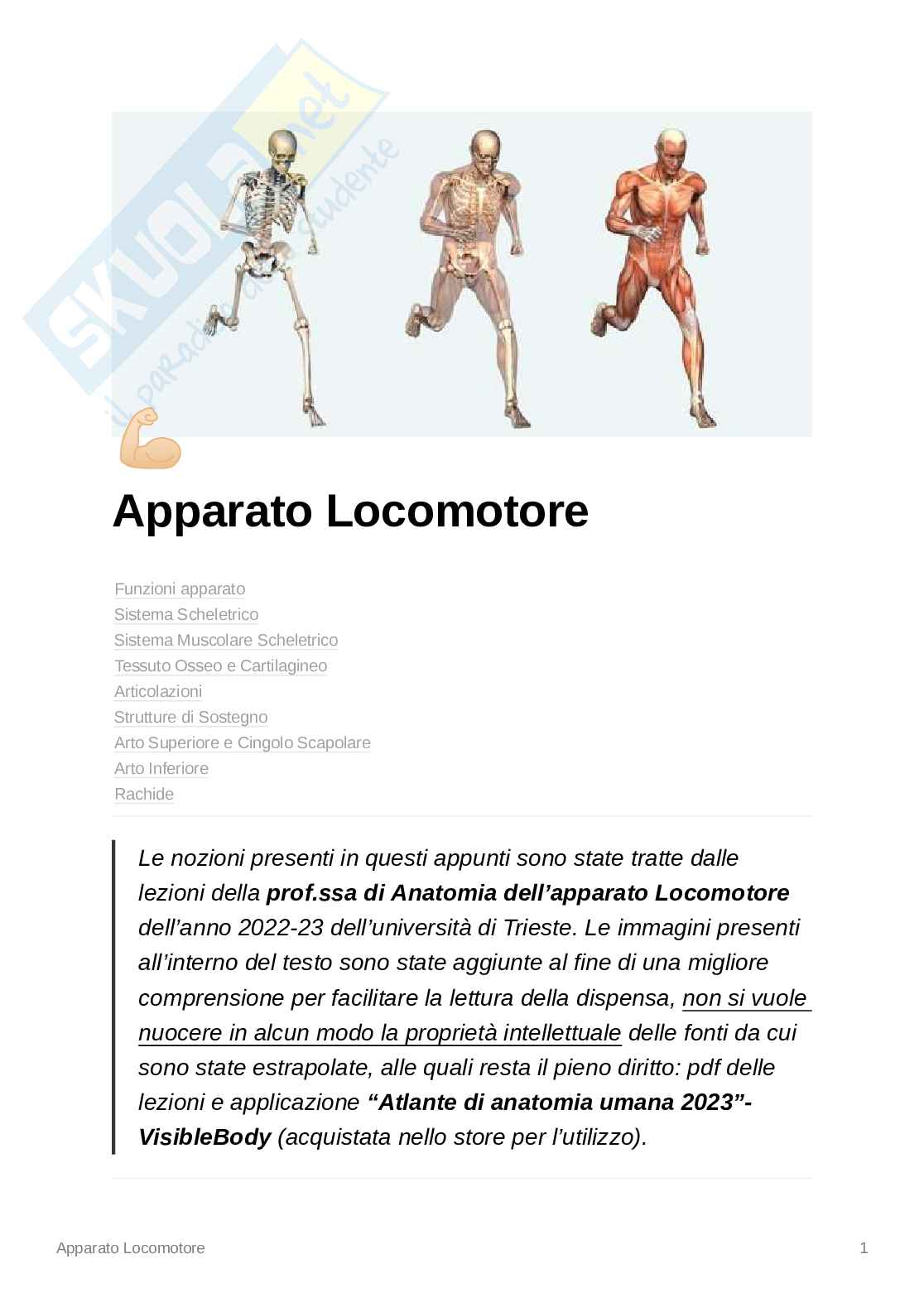 Anatomia dell'apparato locomotore