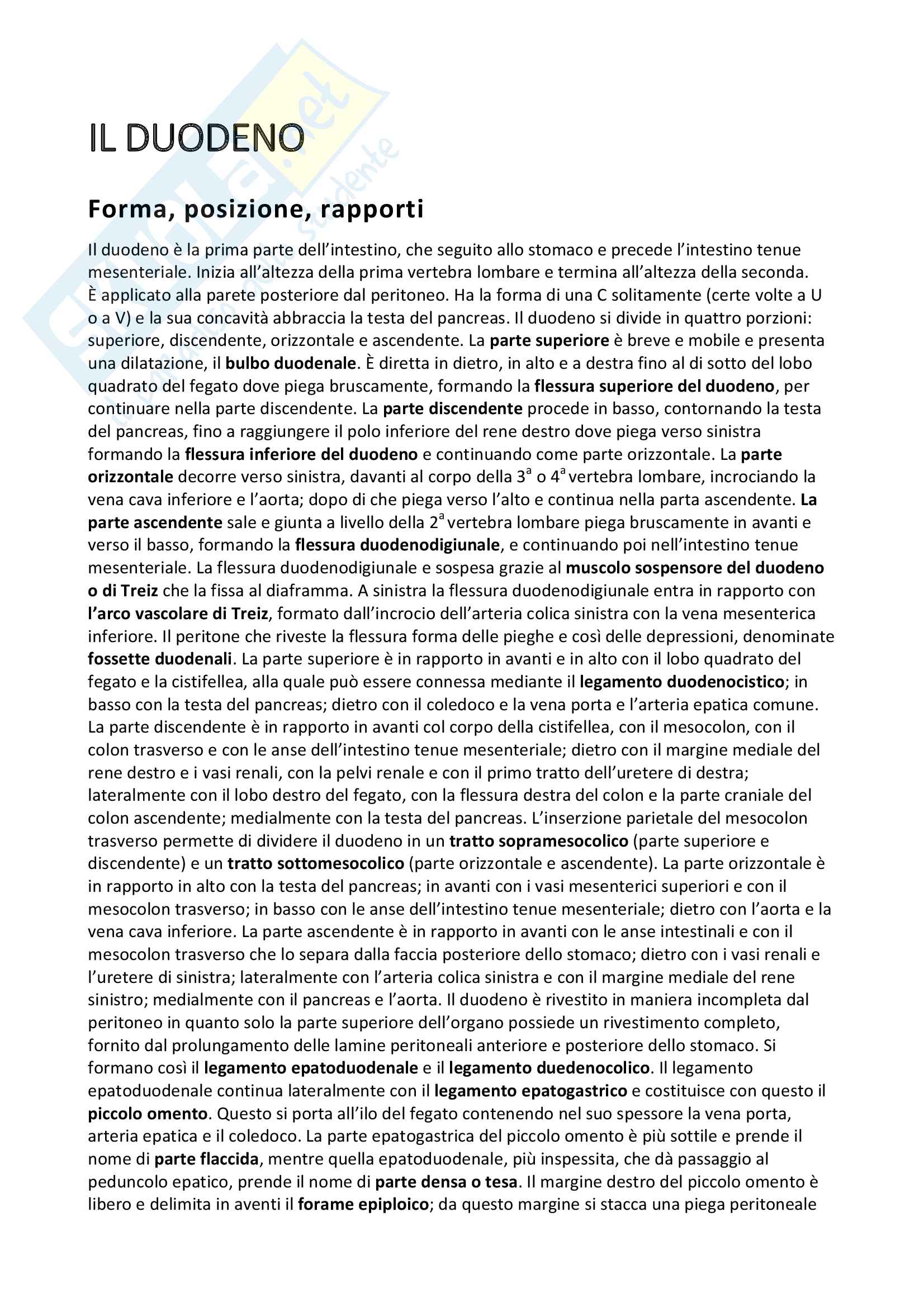 Duodeno: Appunti di anatomia