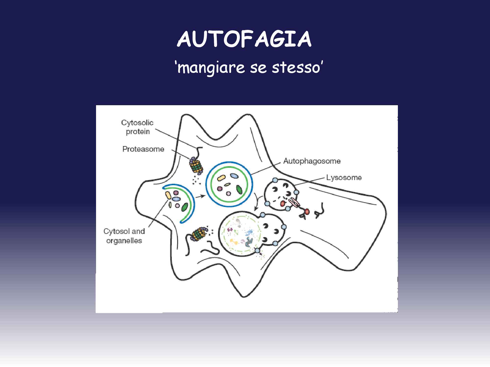 L'Autofagia - Dispense