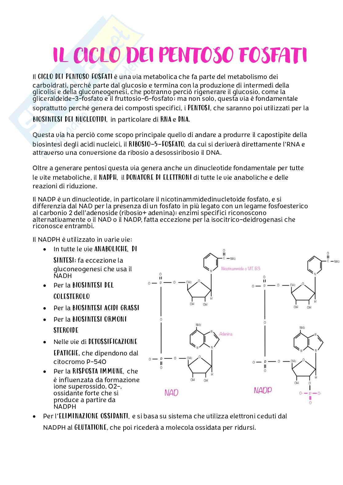 Ciclo dei pentoso fosfati