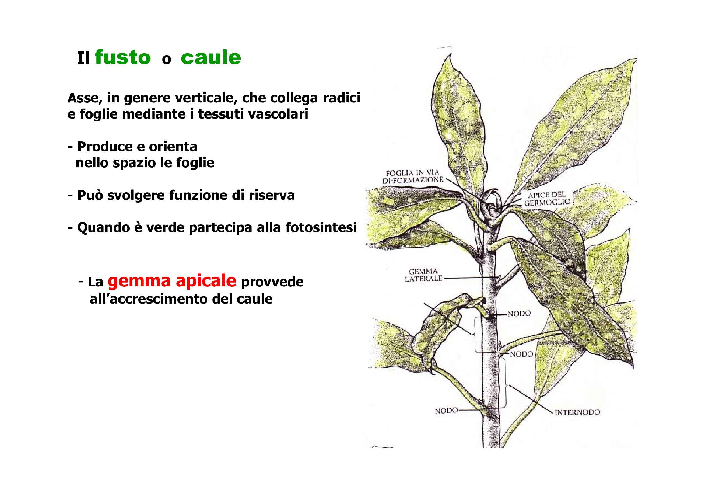 Tessuti 2°parte: Appunti di botanica