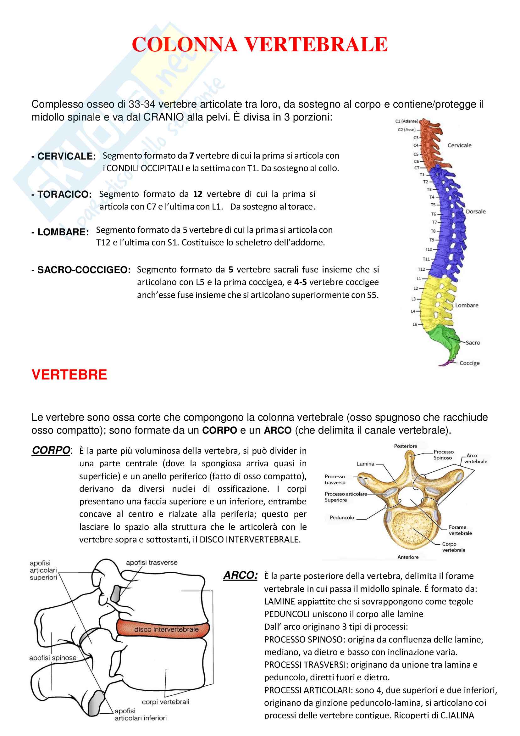 Colonna vertebrale (anatomia e fisiologia)