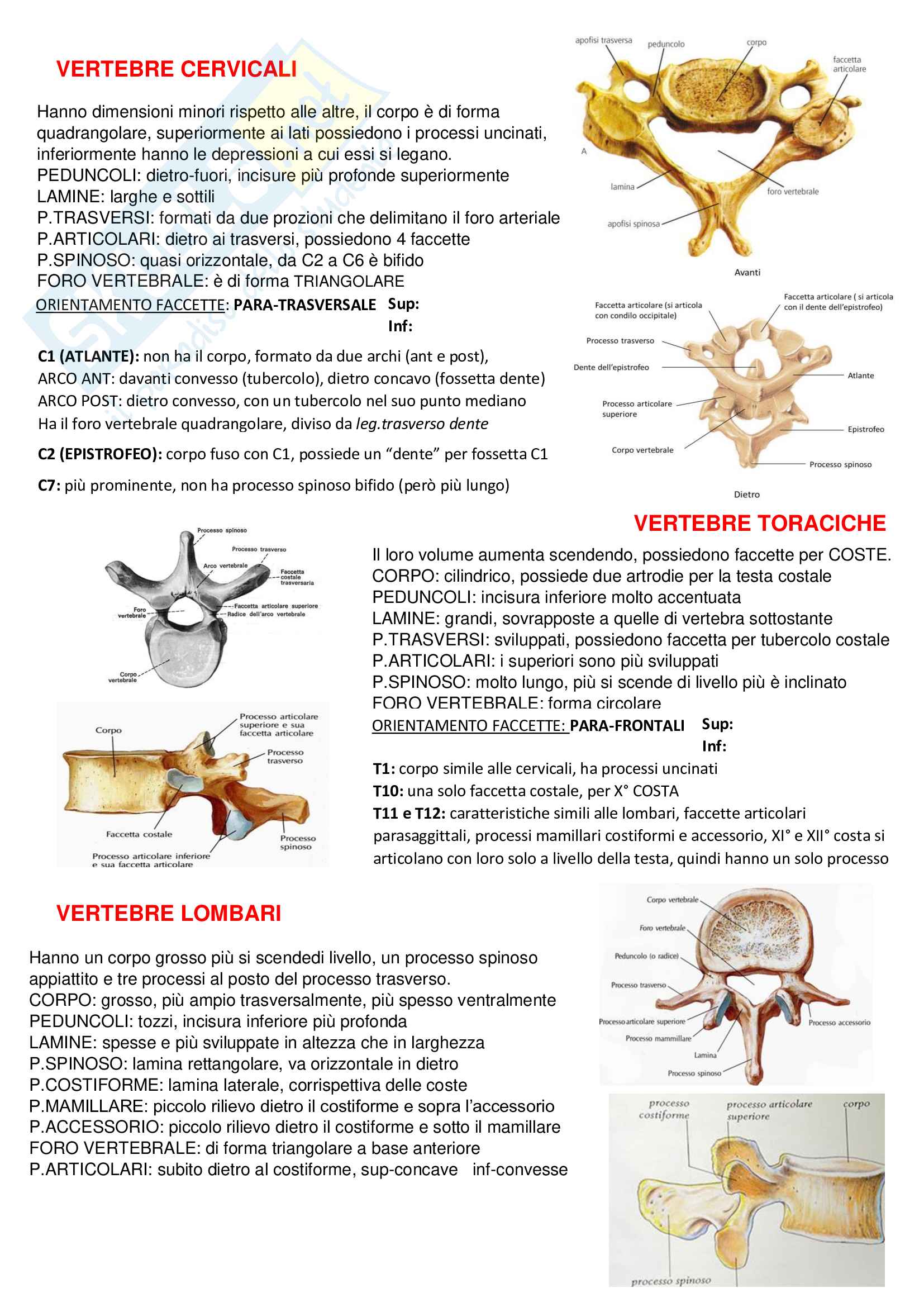 Colonna vertebrale (anatomia e fisiologia)