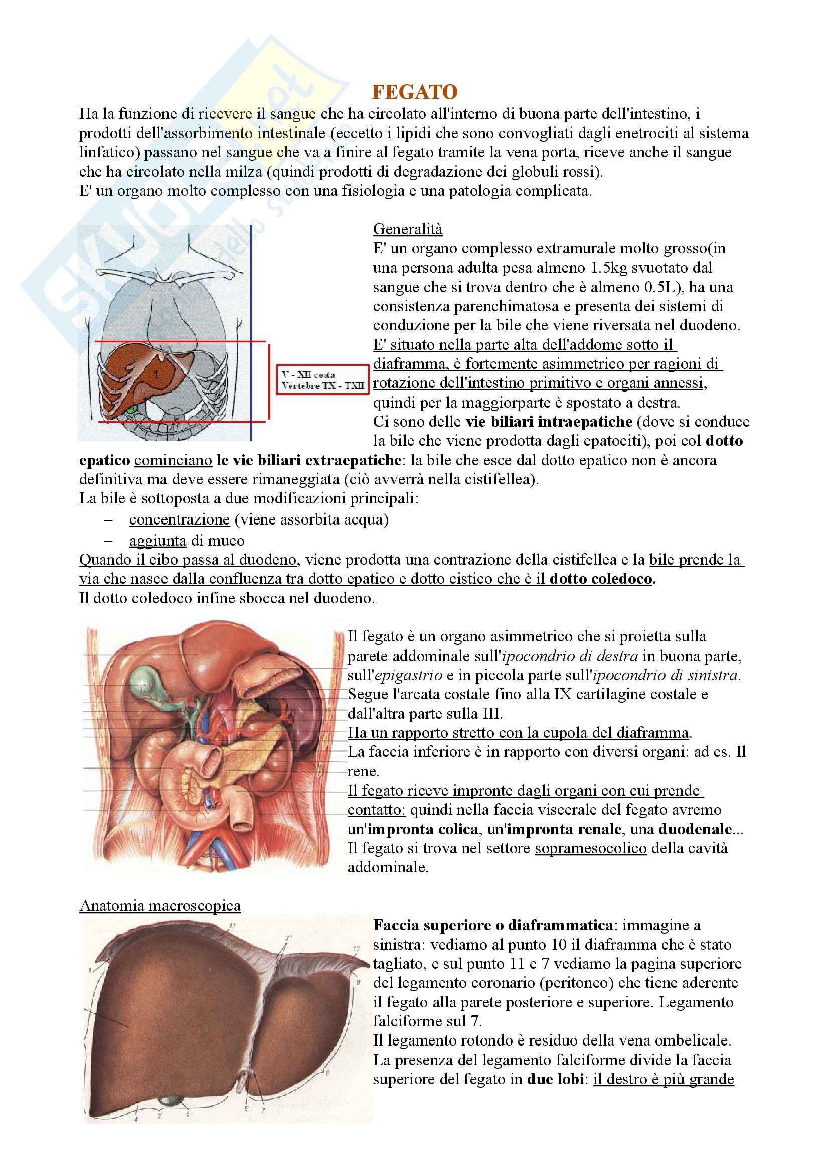 Fegato, Pancreas e Cistifellea: Appunti di Anatomia