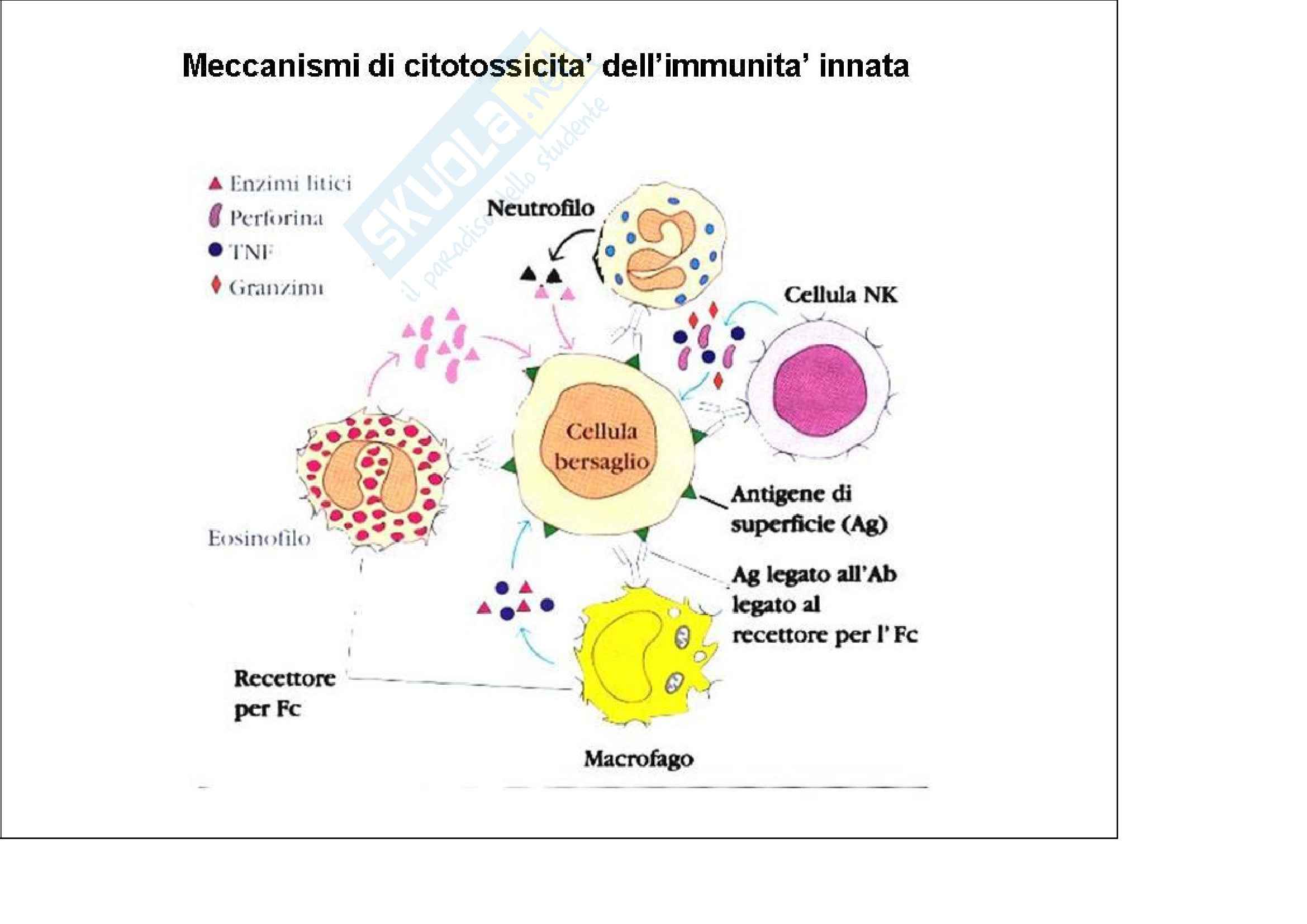 Immunologia – Cellule Dendritiche