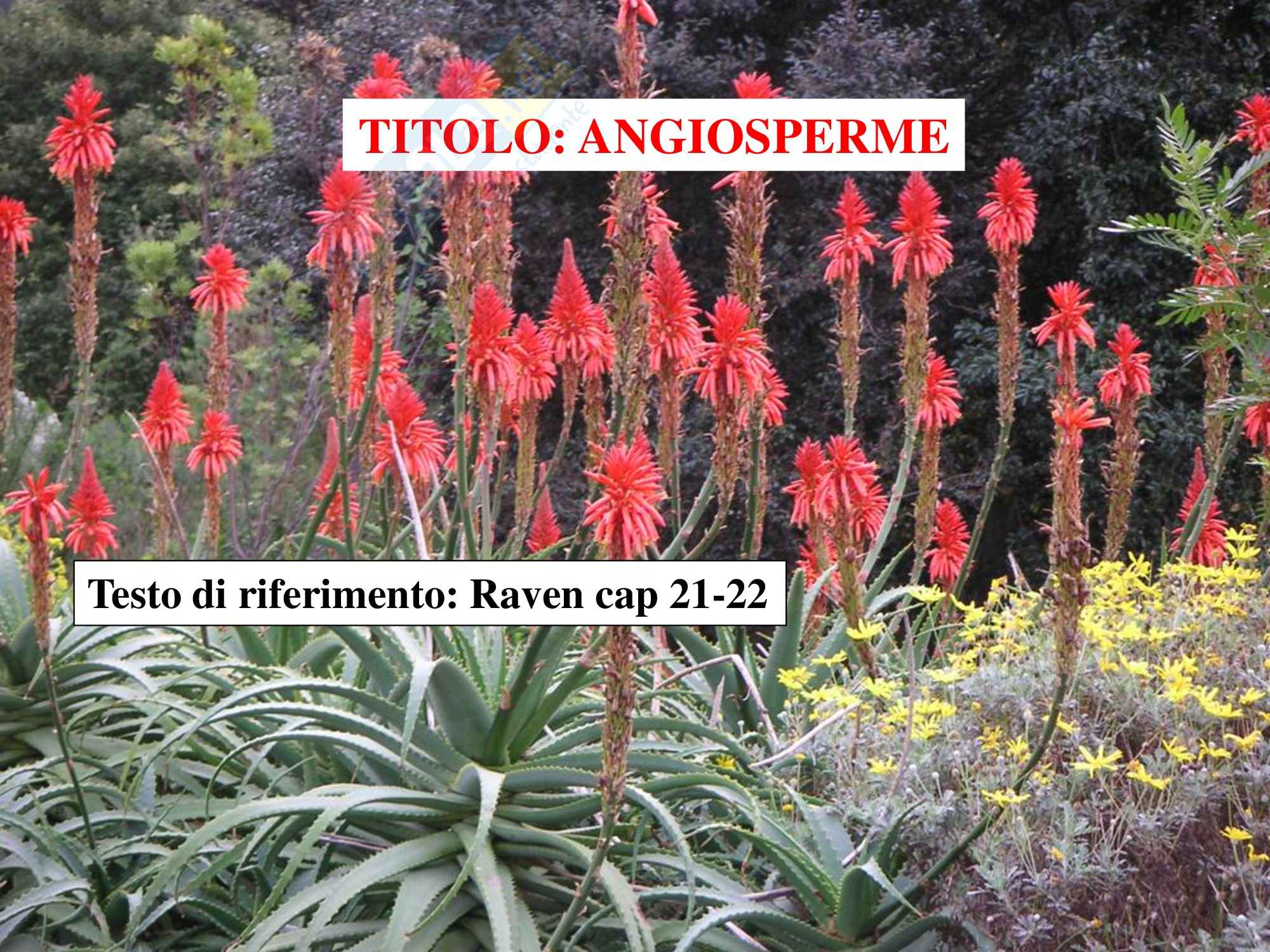 Biologia vegetale - angiosperme