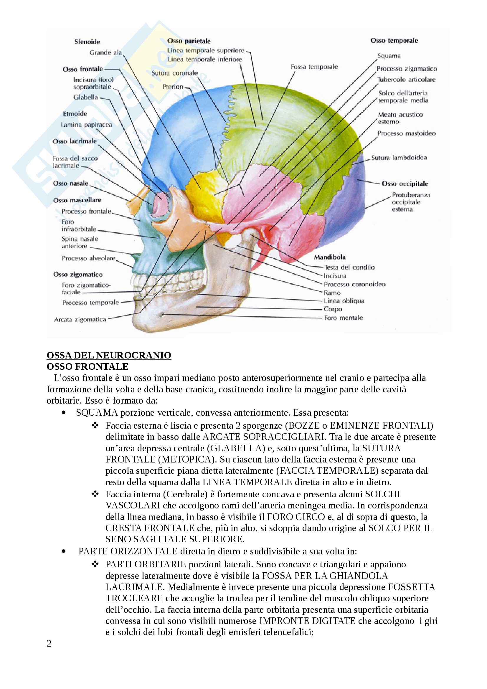 Apparato scheletrico: Appunti di anatomia