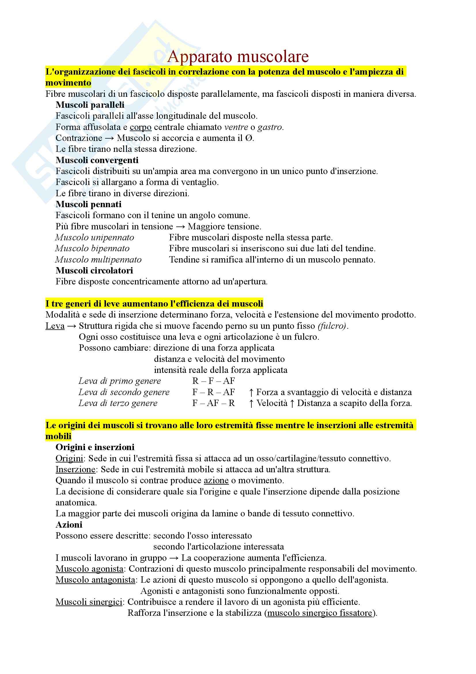 Anatomia e fisiologia - Apparato muscolare