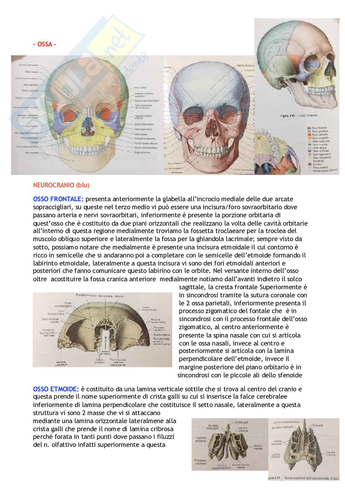 Anatomia testa-collo