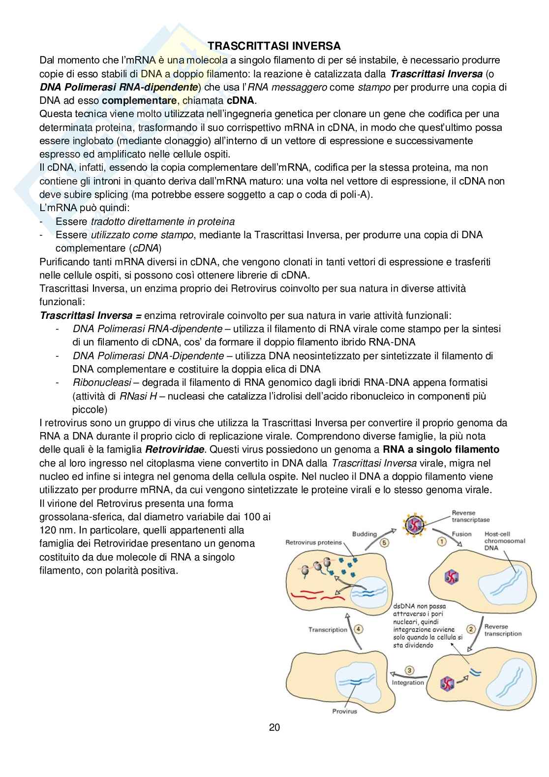 Biologia molecolare - terza parte
