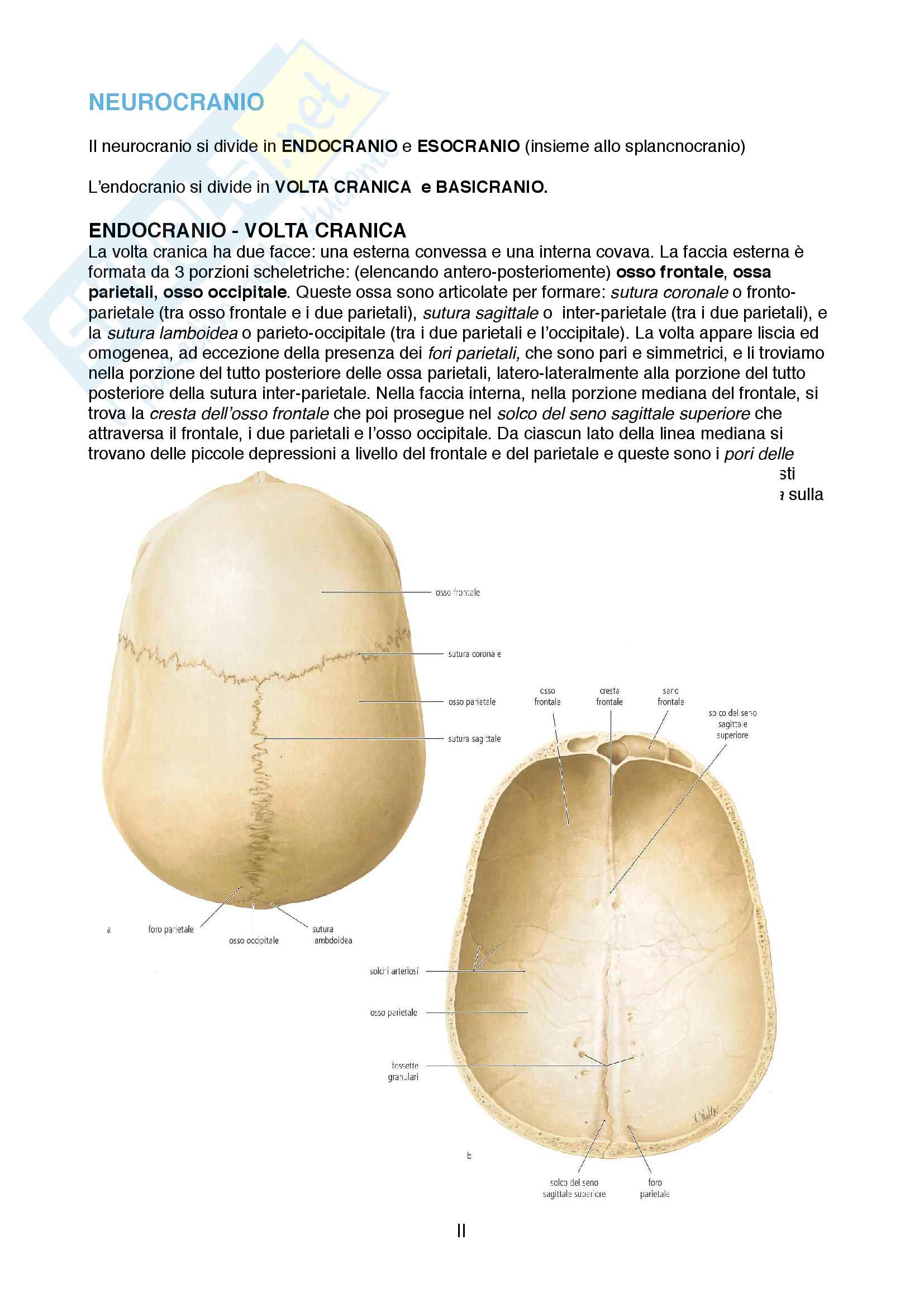 Descrizione generale dell'anatomia del cranio