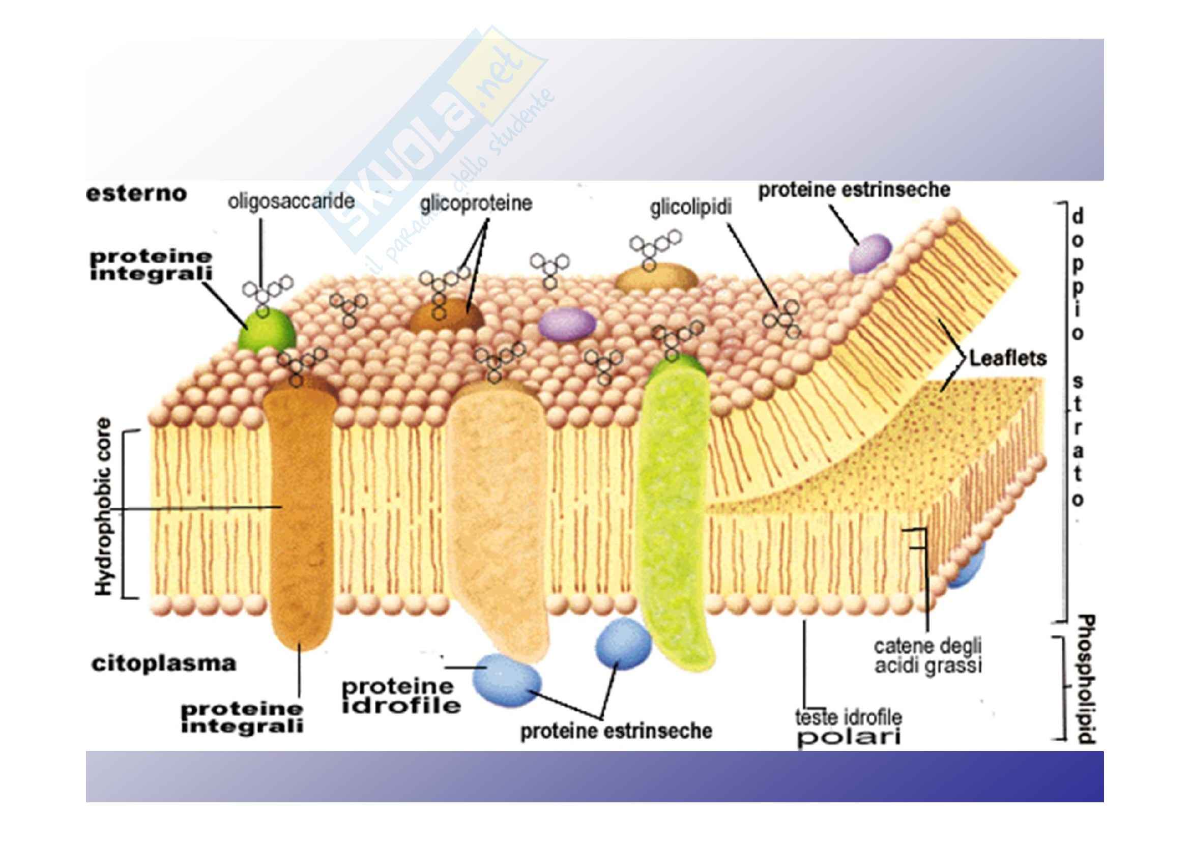 Membrane e trasporti transmembrana