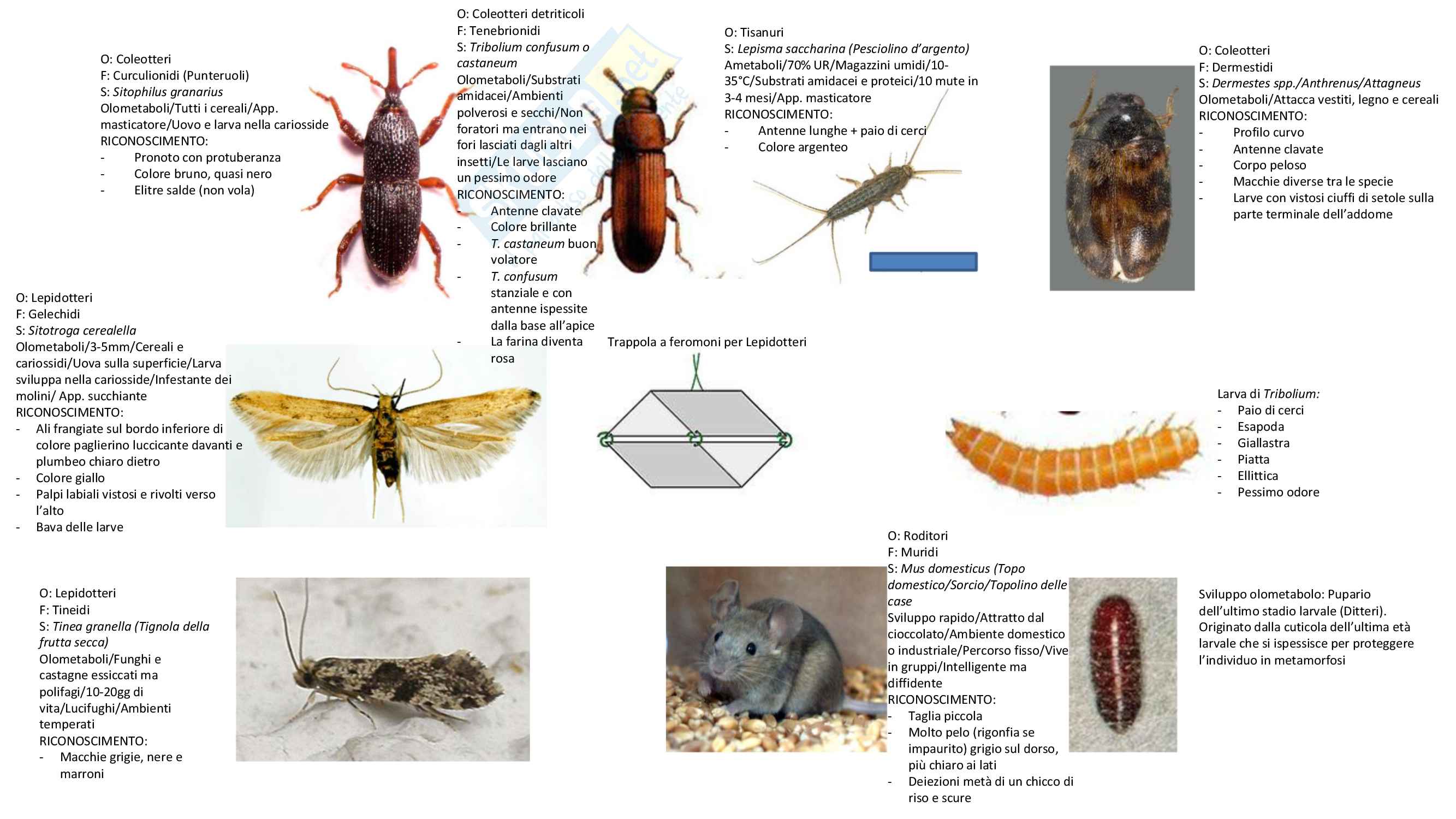 Riconoscimento Insetti