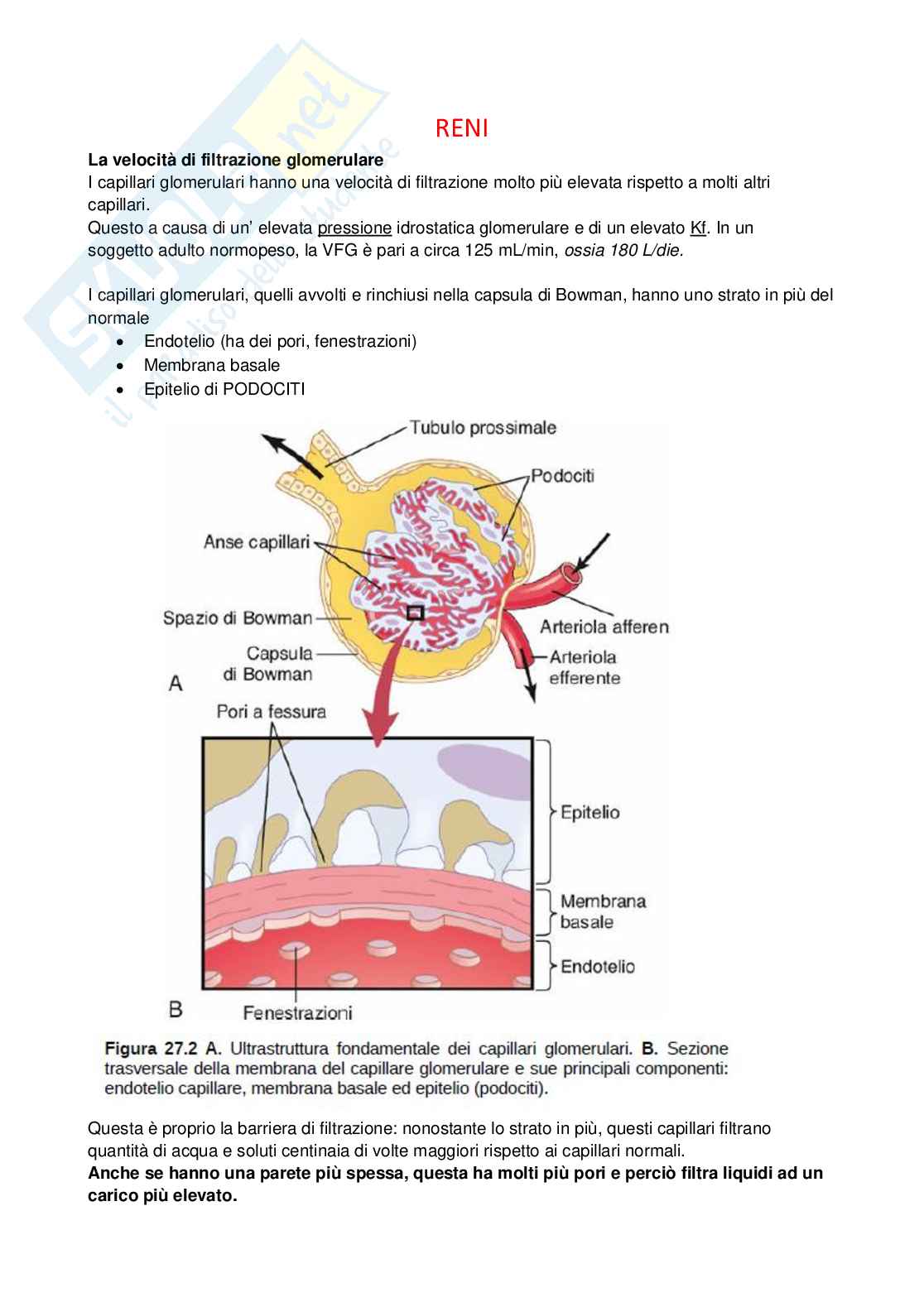 Il rene: fisiologia