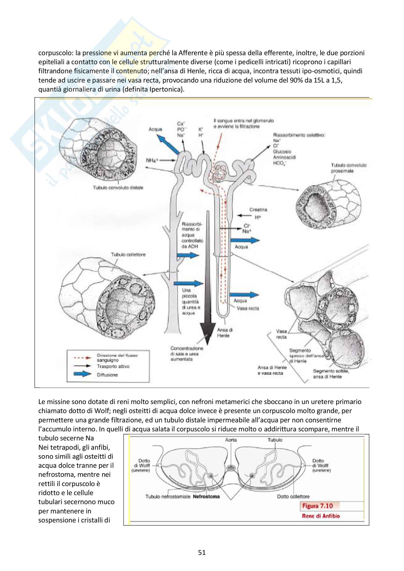Concetti di Anatomia comparata