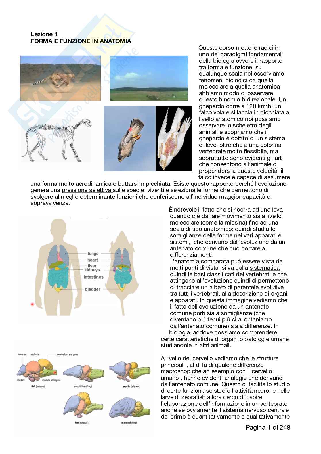 Appunti di Anatomia comparata
