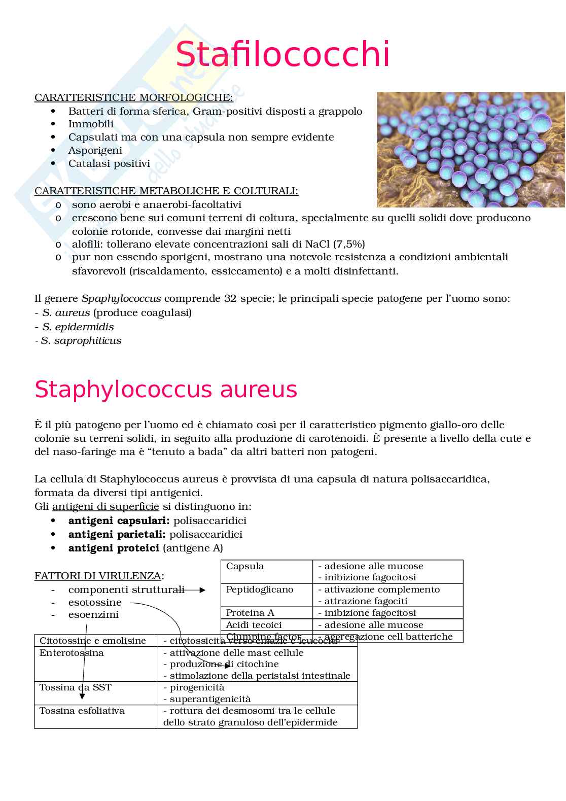 Stafilococchi e Streptococchi