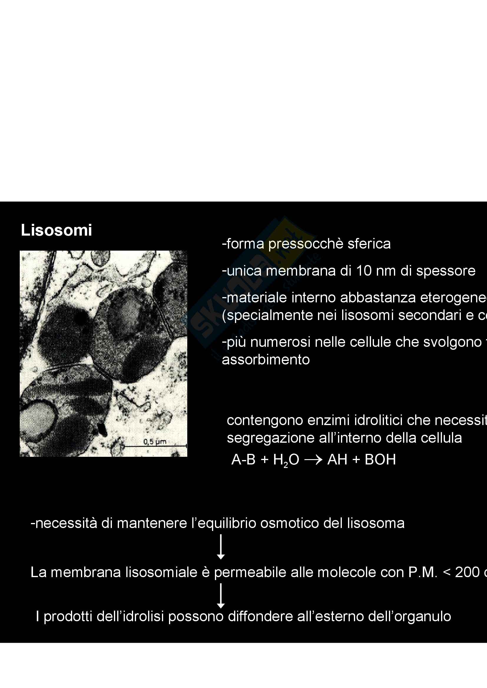 Biologia generale e genetica - lisosomi e perossisomi