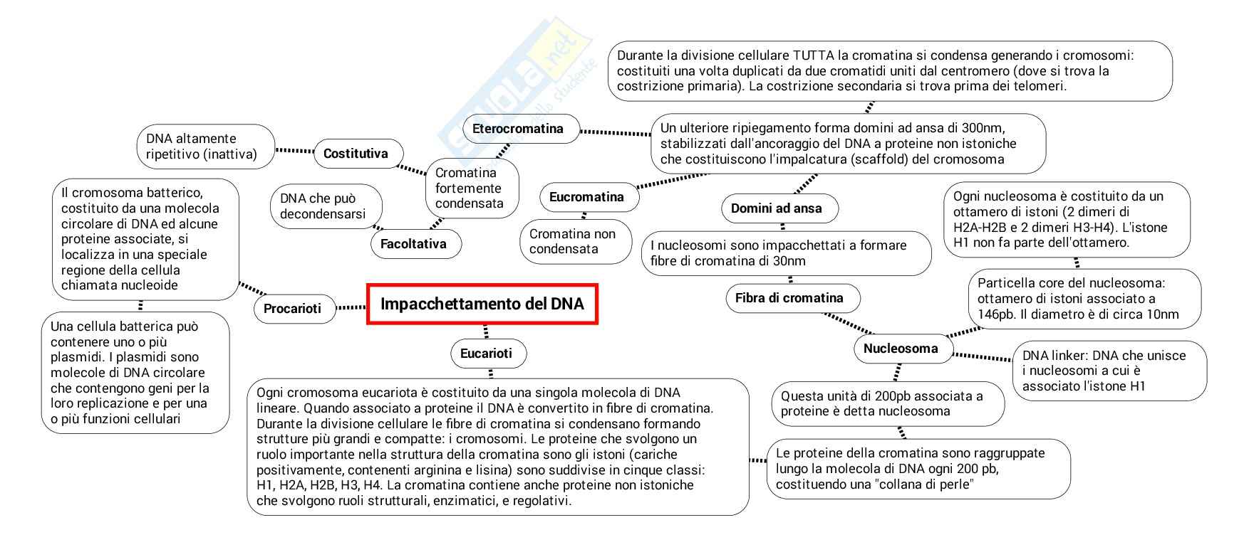 Schema su Dna cromosomi e nucleo: Appunti di Biologia