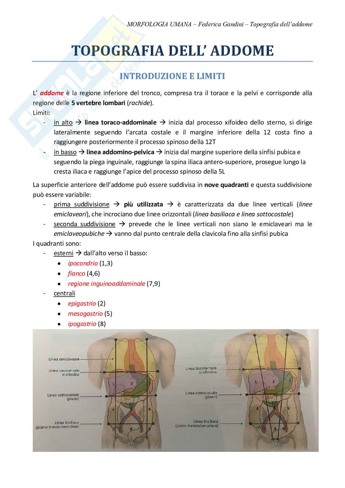 Appunti - schema - riassunto anatomia umana: topografia dell' addome ...