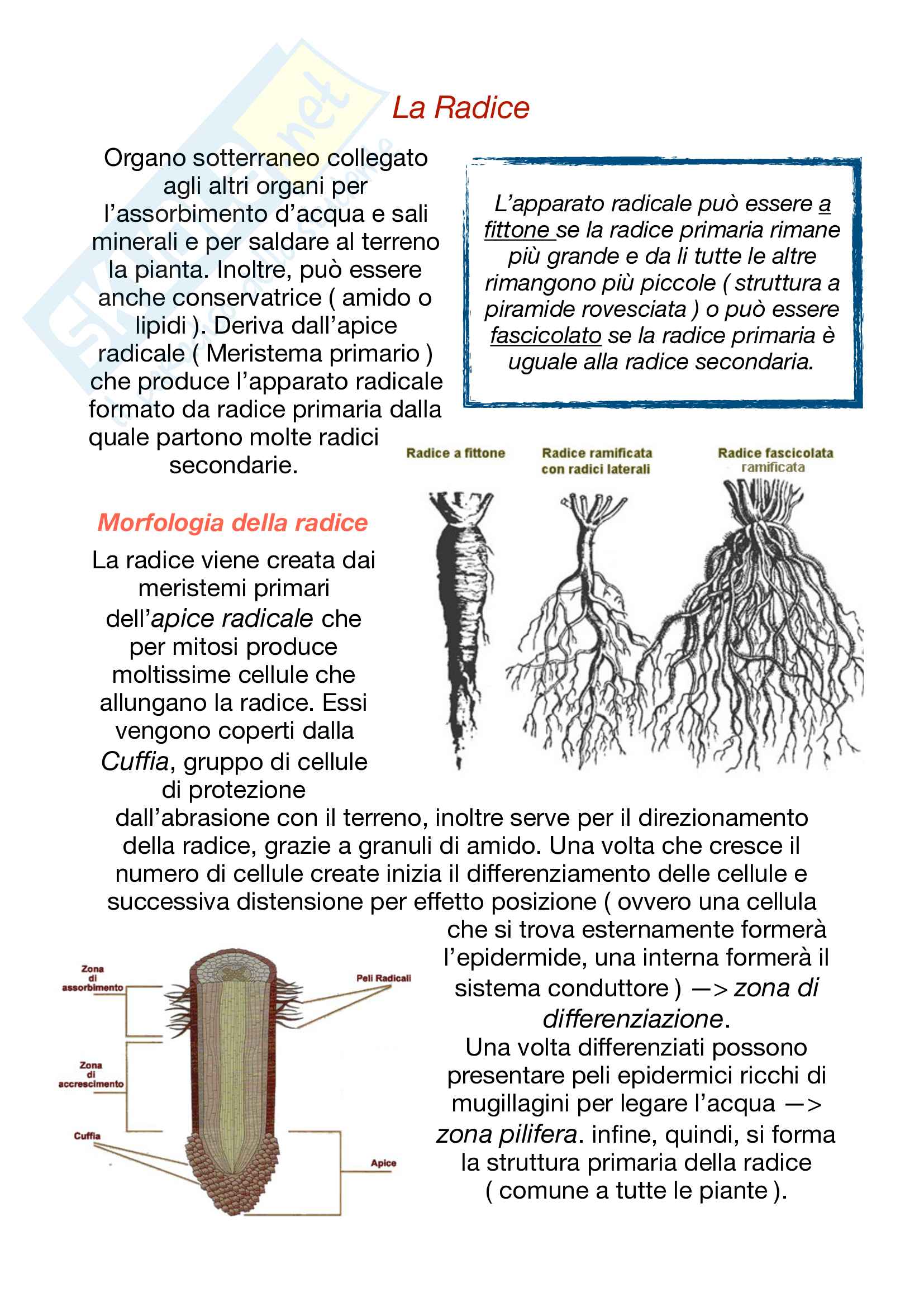 Biologia Vegetale: La radice