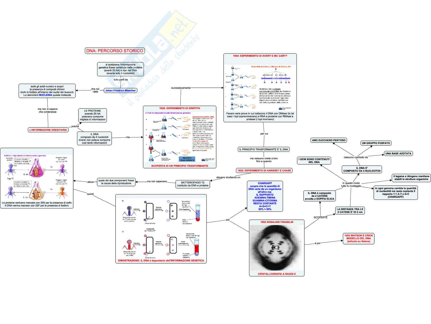 Schemi di biologia animale e vegetale