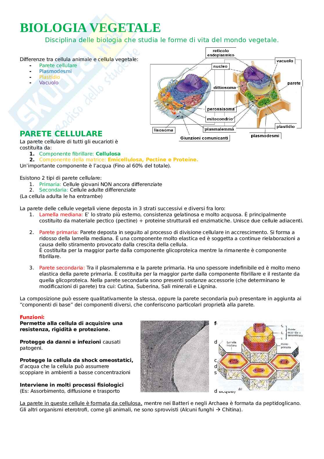 Biologia vegetale 1 - Parete cellulare, vacuolo, membrana plasmatica ...