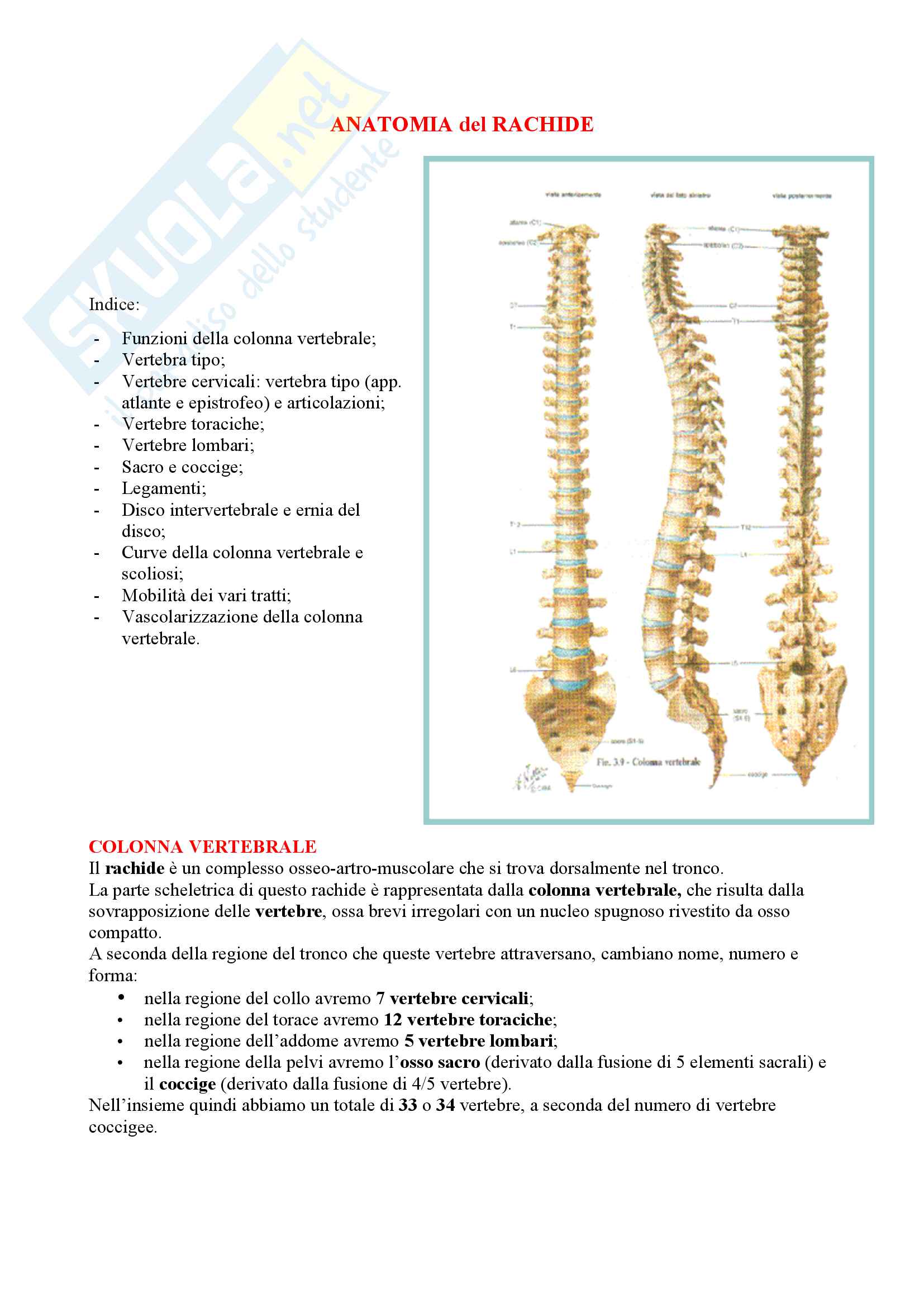 Colonna vertebrale: Appunti di anatomia