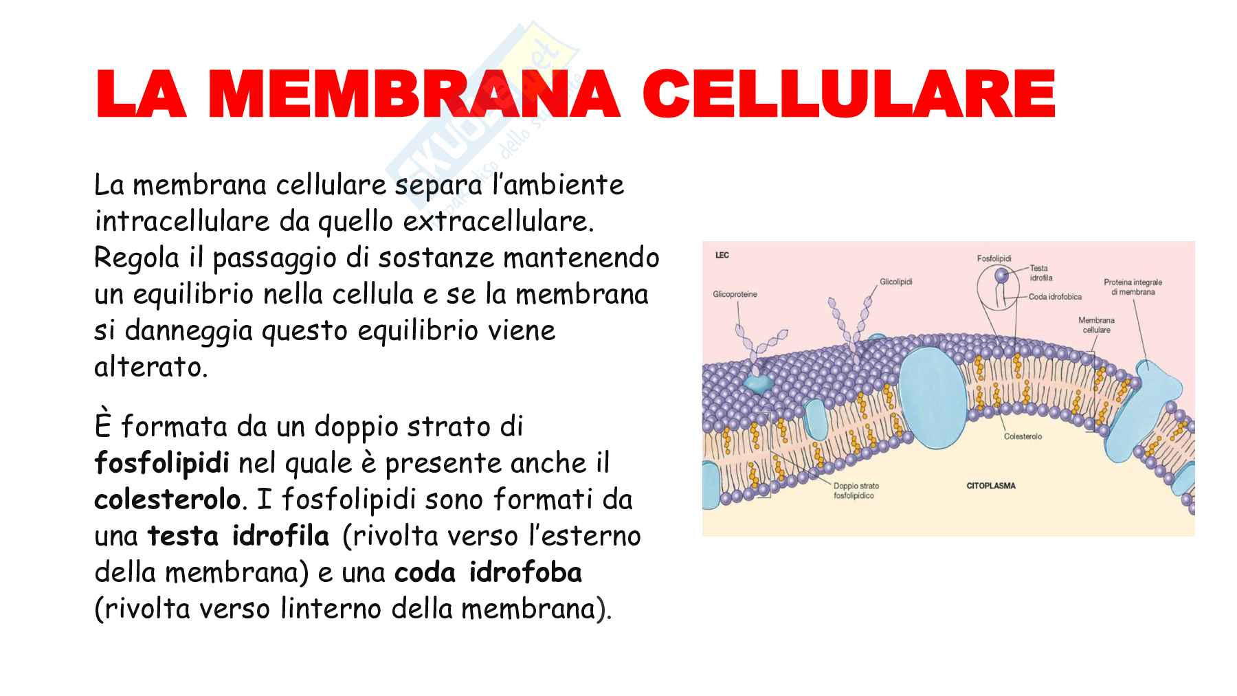 Anatomia umana con elementi di biologia animale - prima parte Anatomia umana con elementi di biologia animale - prima parte