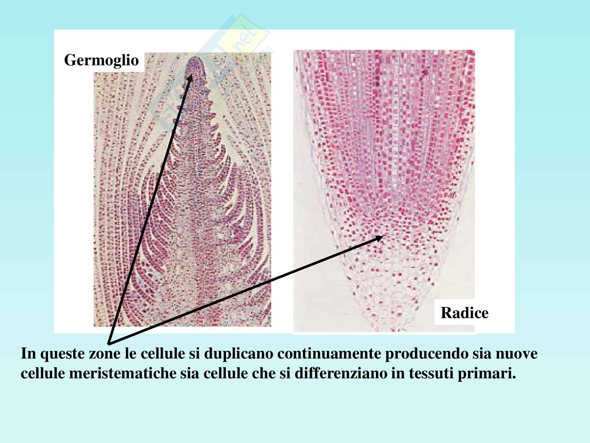 Biologia vegetale - tessuti meristematici e tegumentali