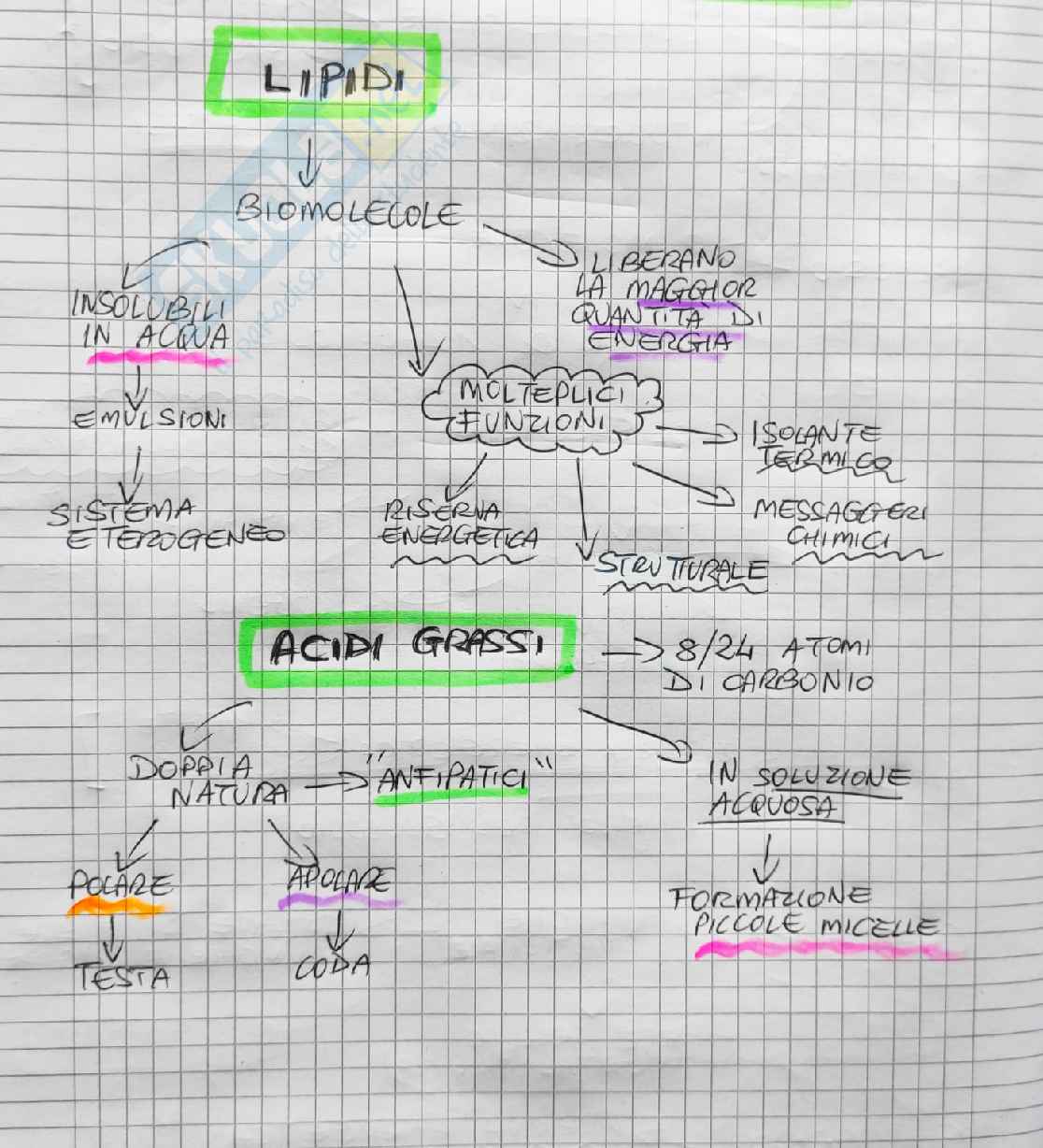 Lipidi – Spiegazione