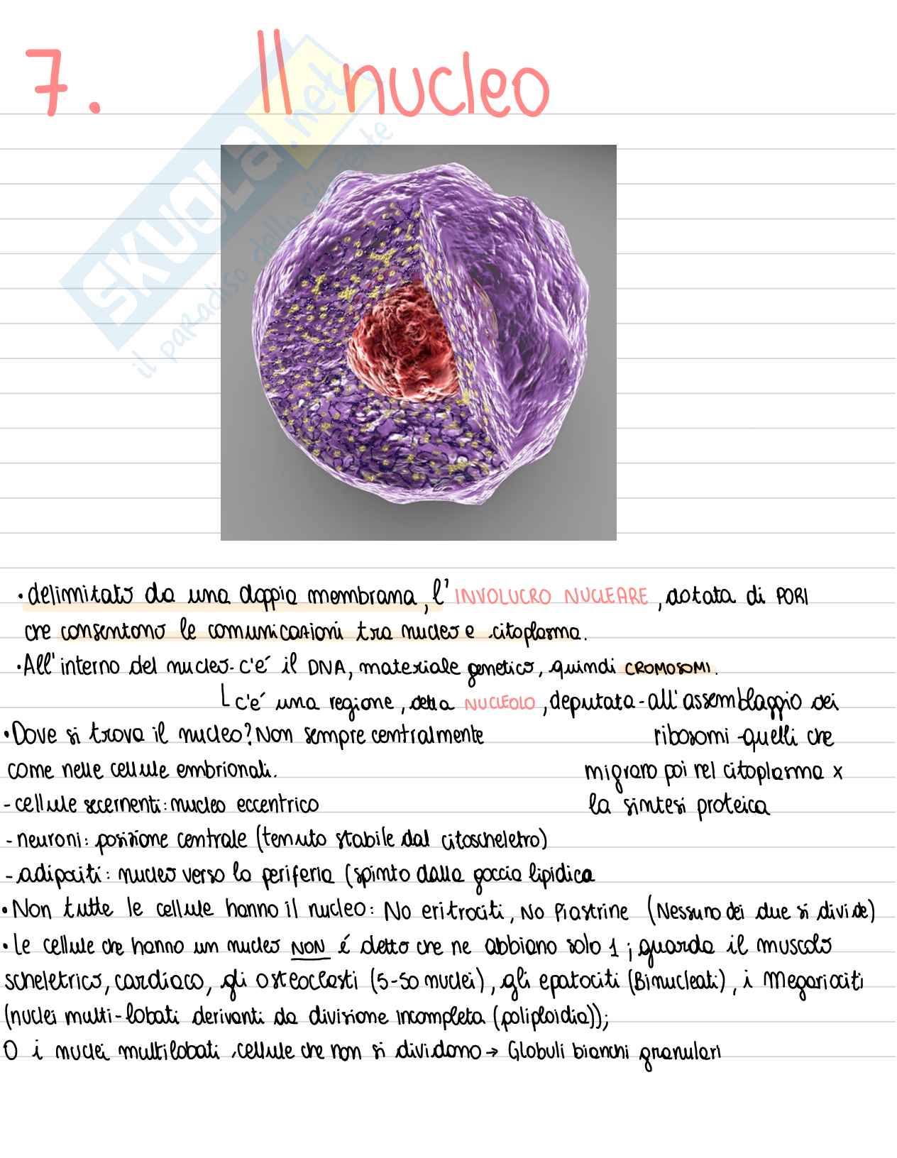 Il nucleo e nucleolo