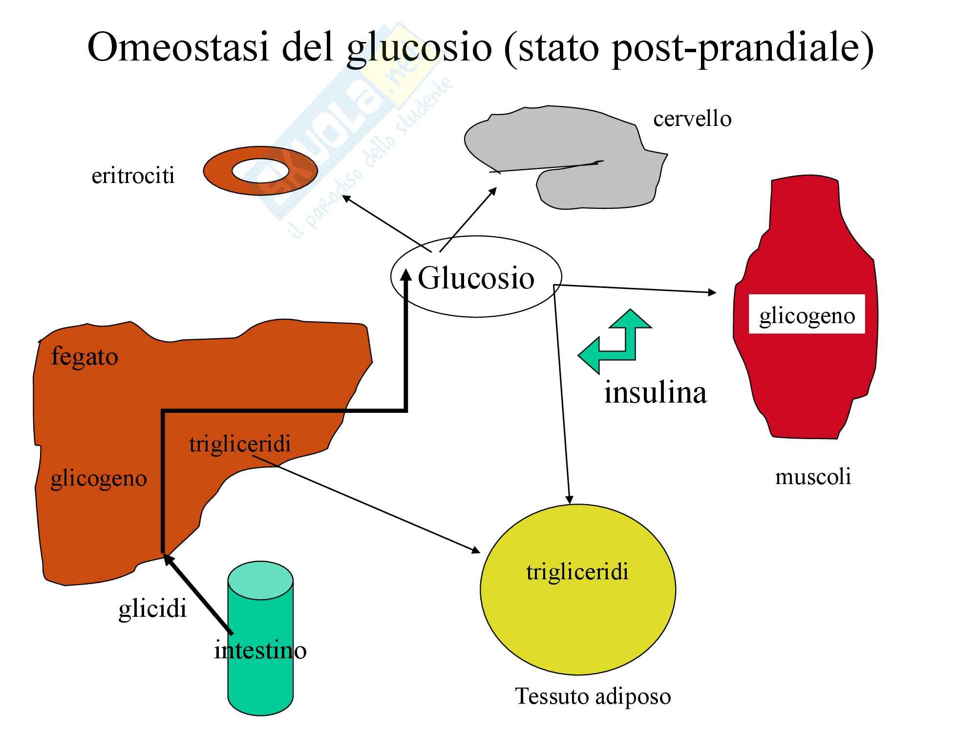 Carboidrati - Glucosio