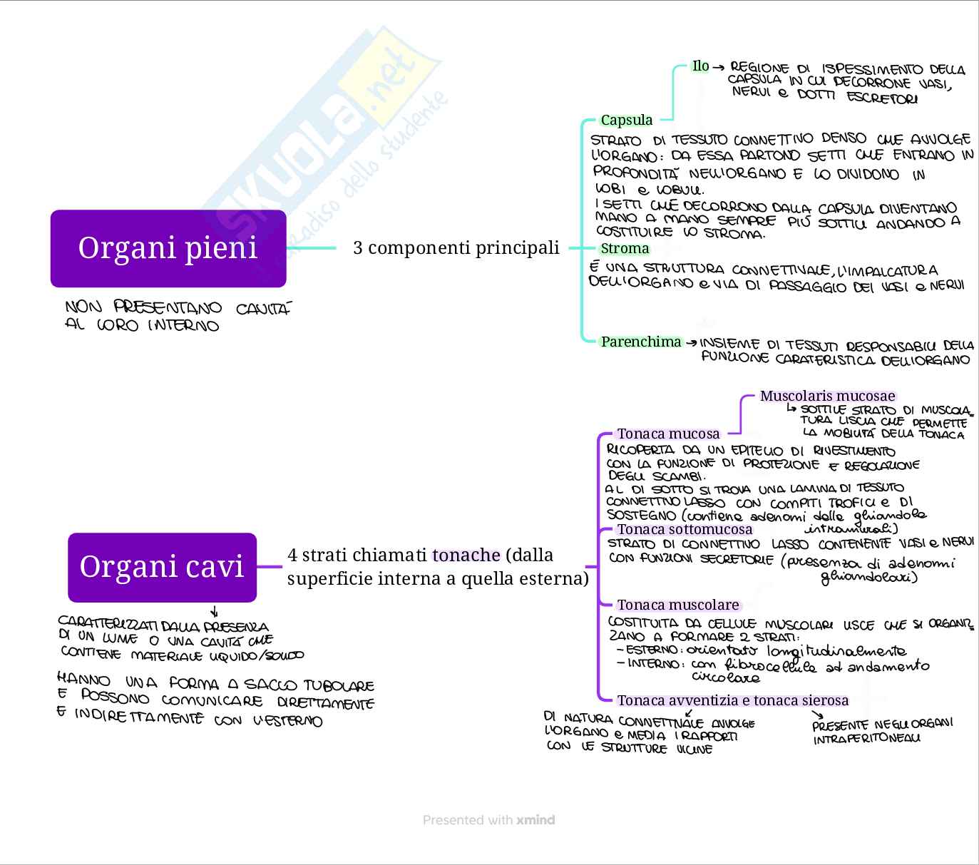 Anatomia umana - organi e apparati